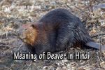 Beaver Meaning in Hindi बीवर का मतलब हिंदी में Beaver Ka Matlab