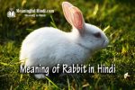 Rabbit Meaning in Hindi रैबिट का मतलब हिंदी में - Matlab & Arth