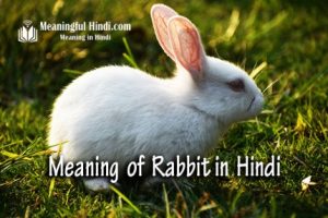 Rabbit Meaning in Hindi रैबिट का मतलब हिंदी में - Matlab & Arth